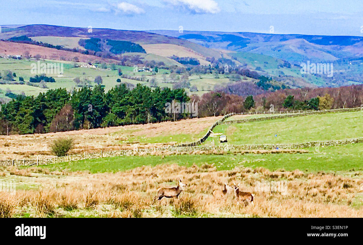 Longshaw hi-res stock photography and images - Alamy