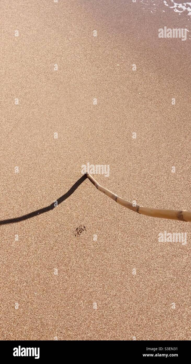 Pointing a reed stick on Goldy sand Stock Photo - Alamy