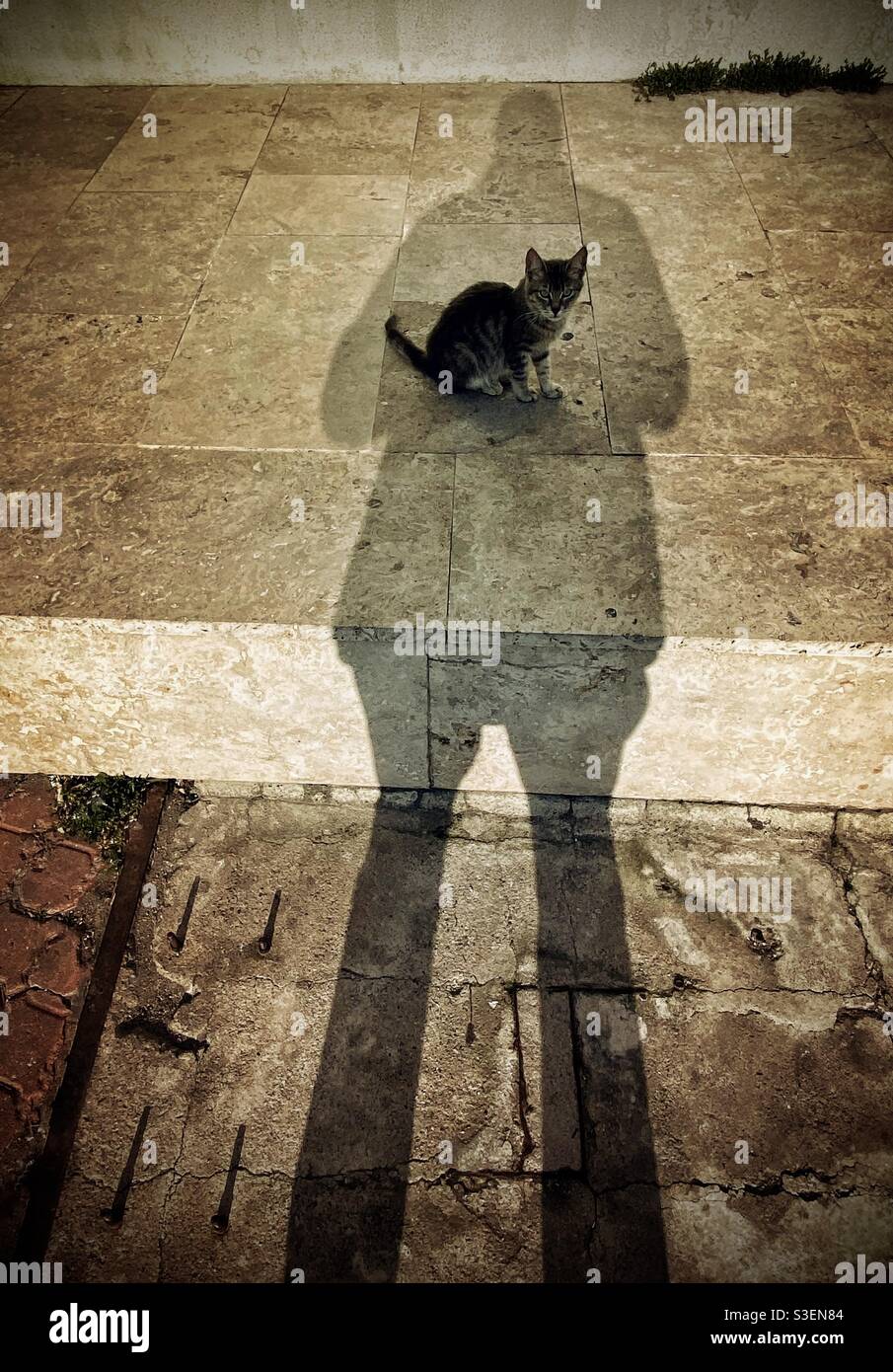 Cat day ideas hi-res stock photography and images - Alamy