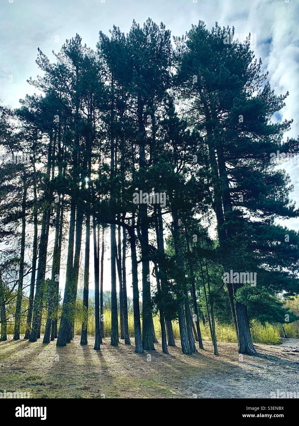 Tall whispering trees hi-res stock photography and images - Alamy