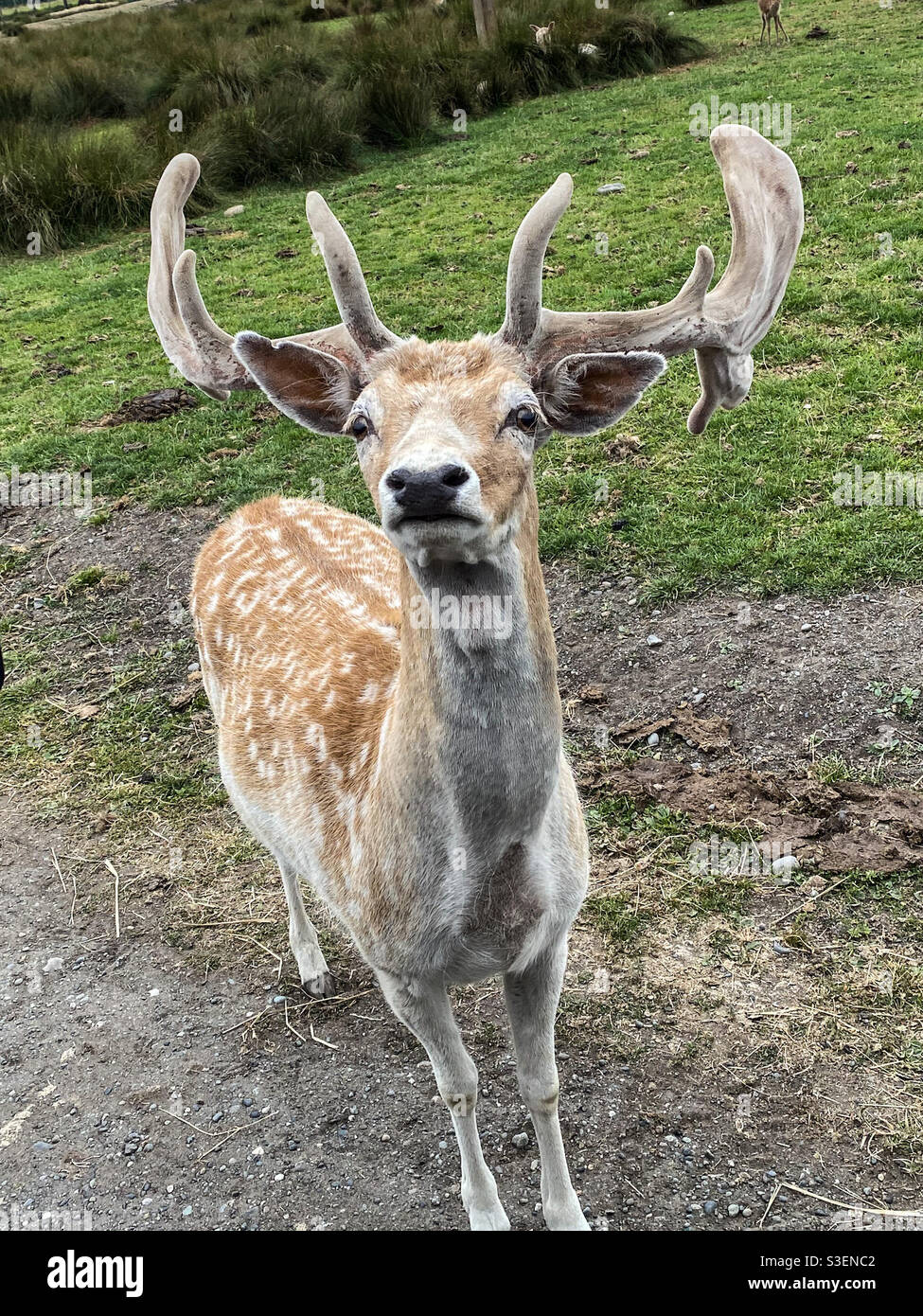 Smug looking hi-res stock photography and images - Alamy