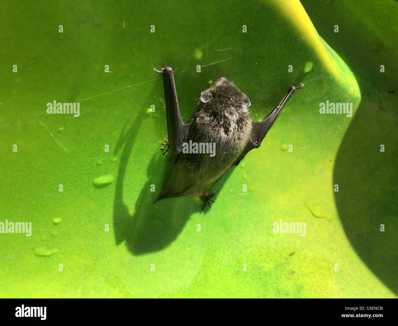 Bat Claws High Resolution Stock Photography and Images - Alamy