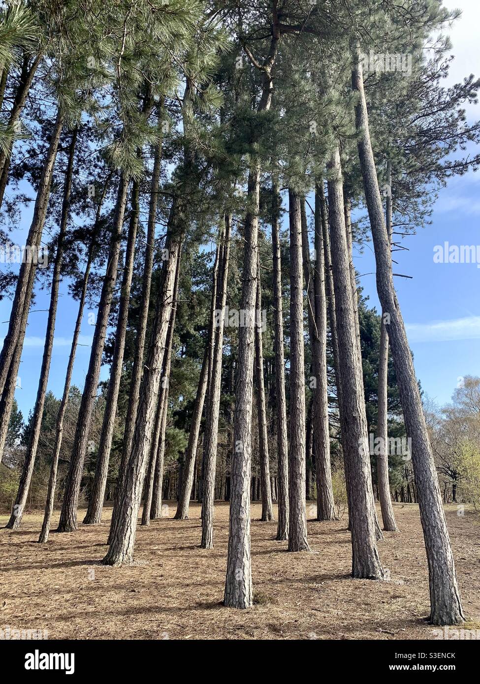 Stick trees hi-res stock photography and images - Alamy