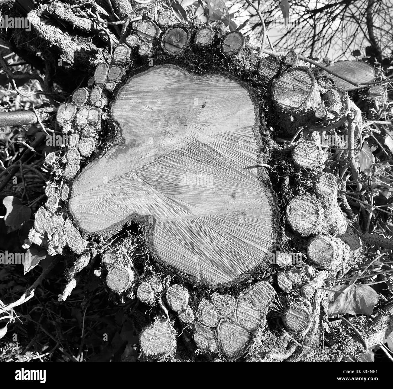 Cross section of wood grain hi-res stock photography and images - Alamy