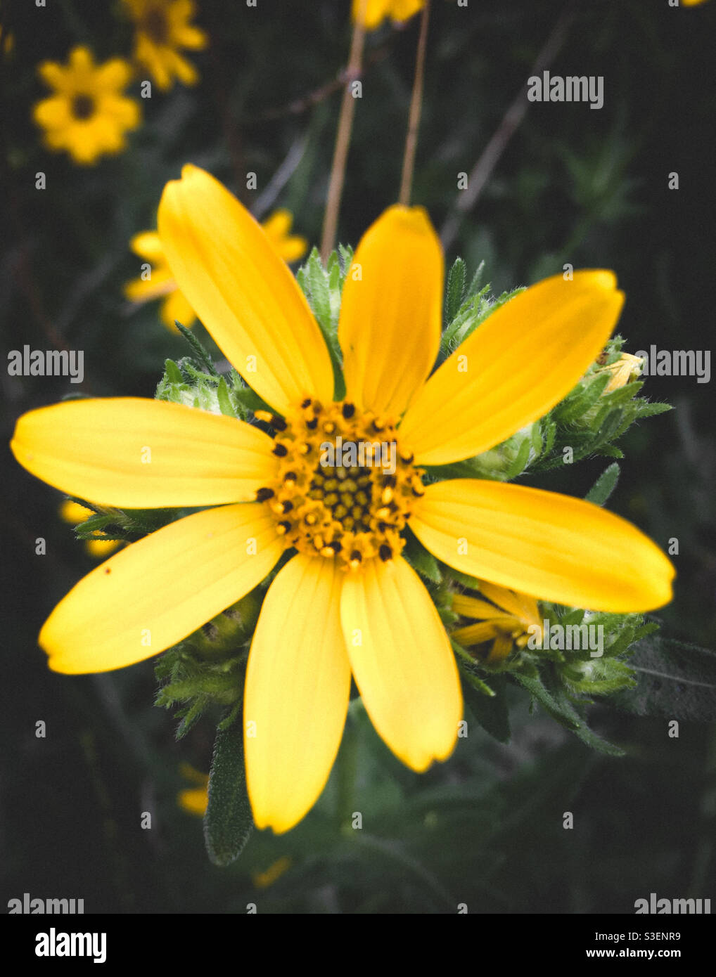 Yellow wildflower in Texas Stock Photo - Alamy