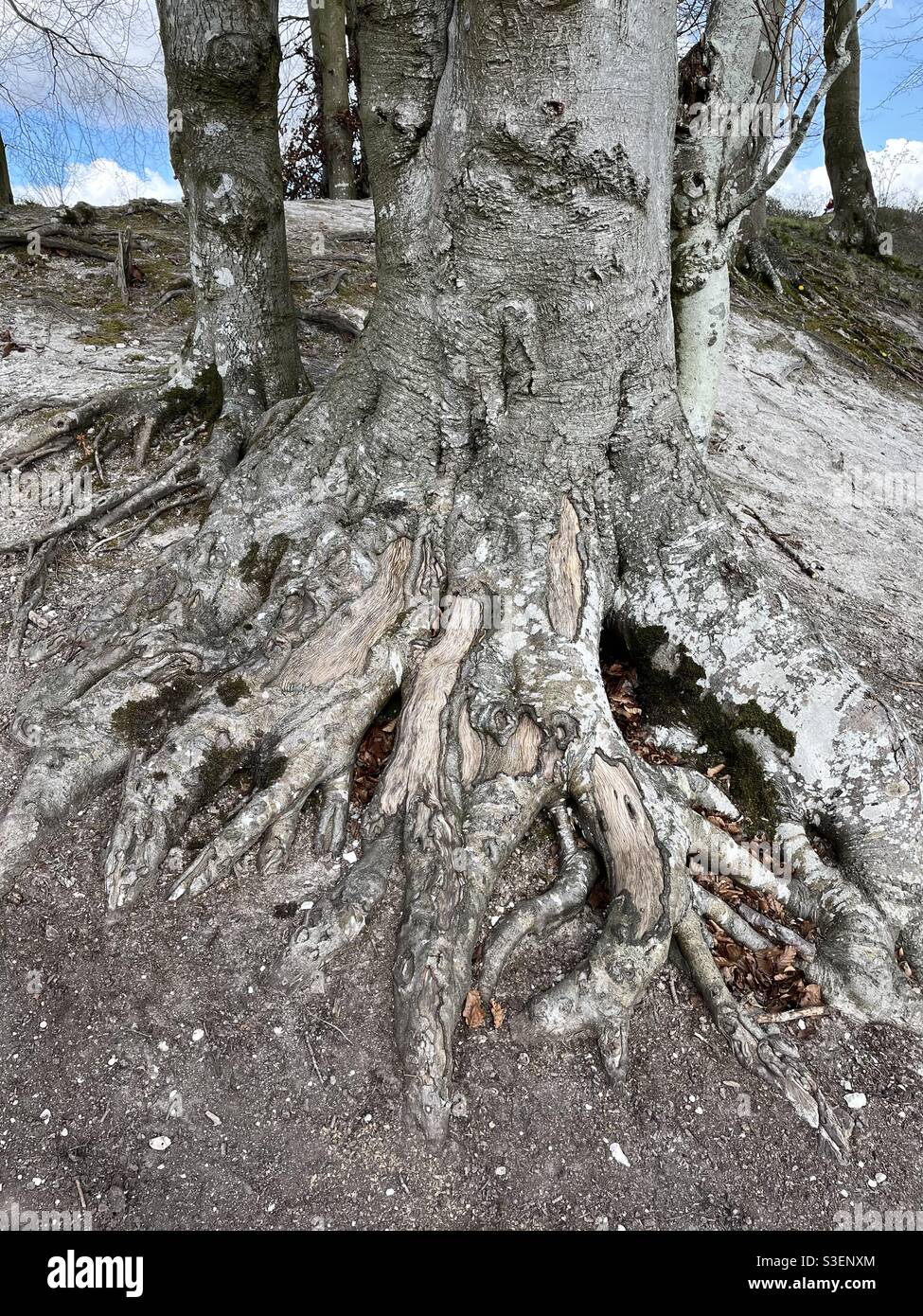 Beautiful Old Tree Roots Stock Photo - Alamy