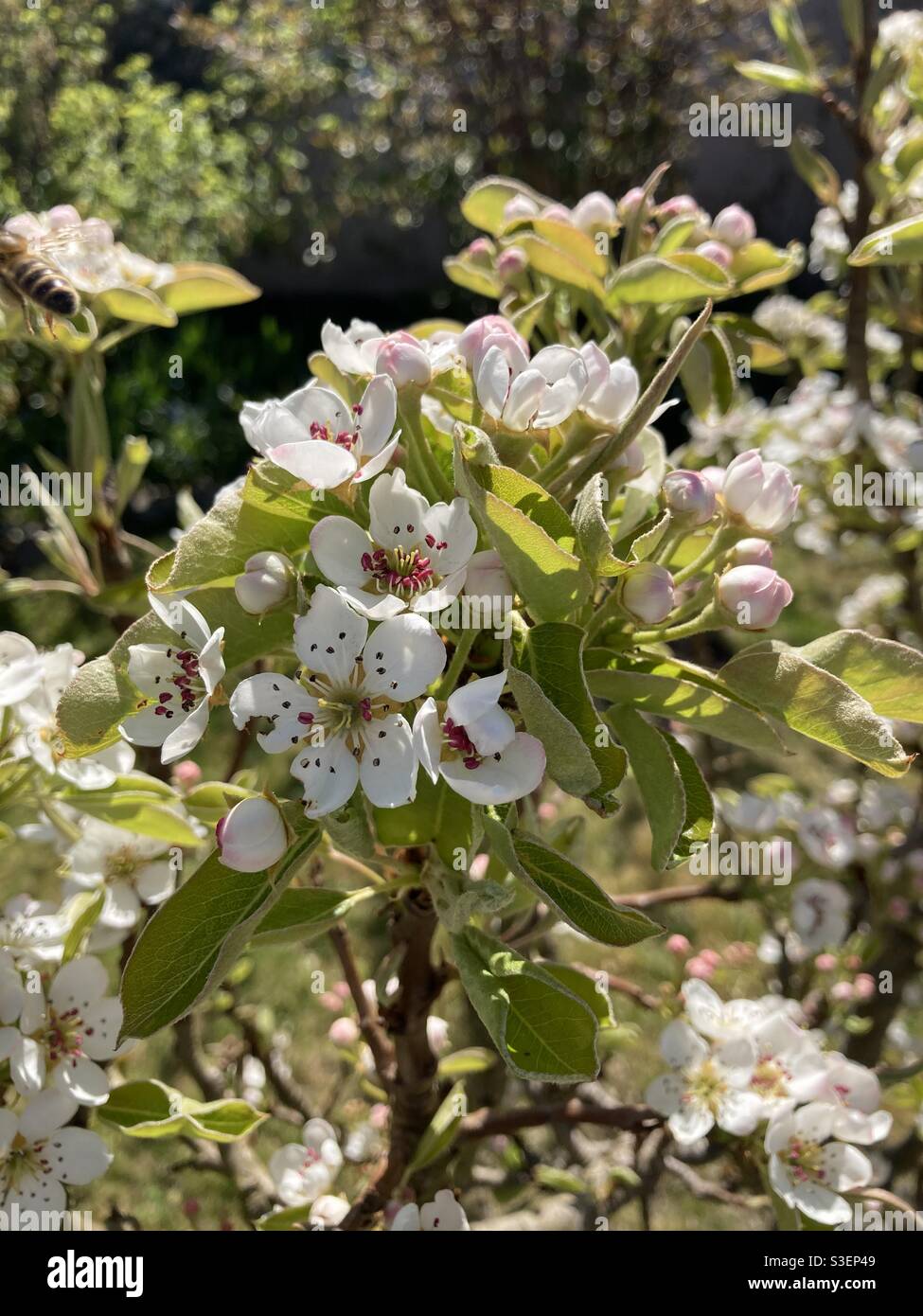 Apple tree in blossom during spring showing white petals and a pretty ...