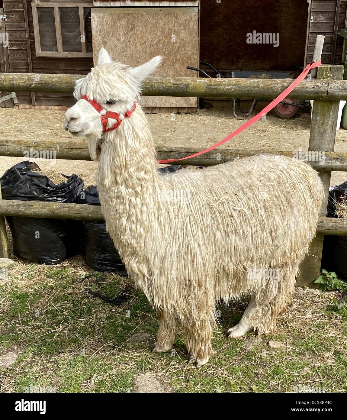Lane house alpacas Stock Photo - Alamy