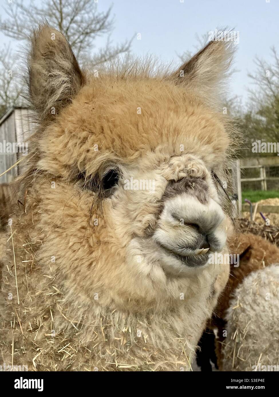 Lane house alpacas Stock Photo - Alamy
