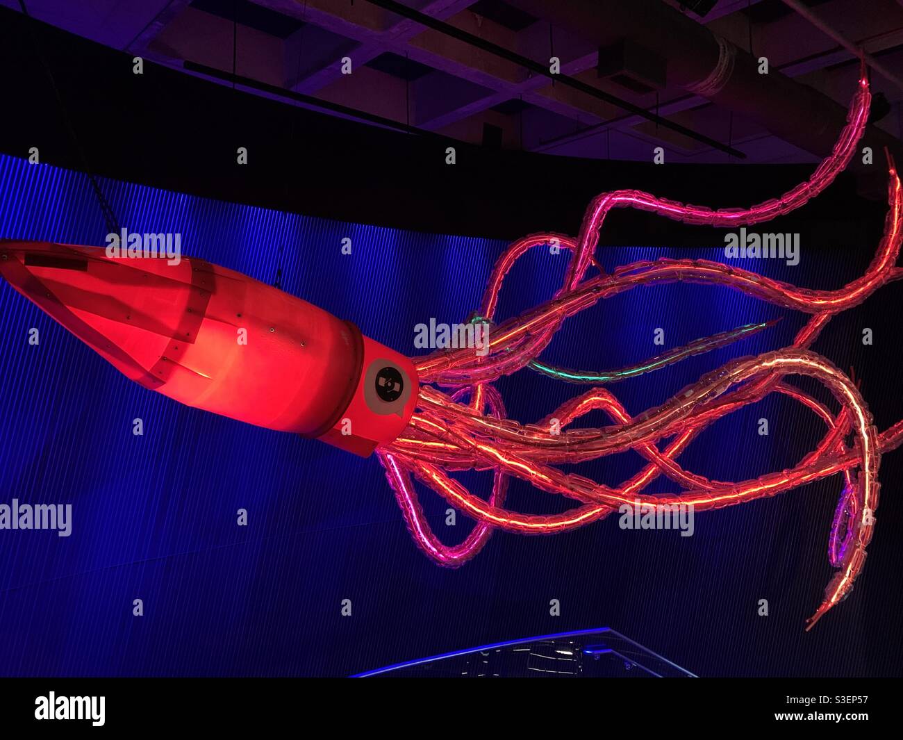 Squid light hi-res stock photography and images - Alamy