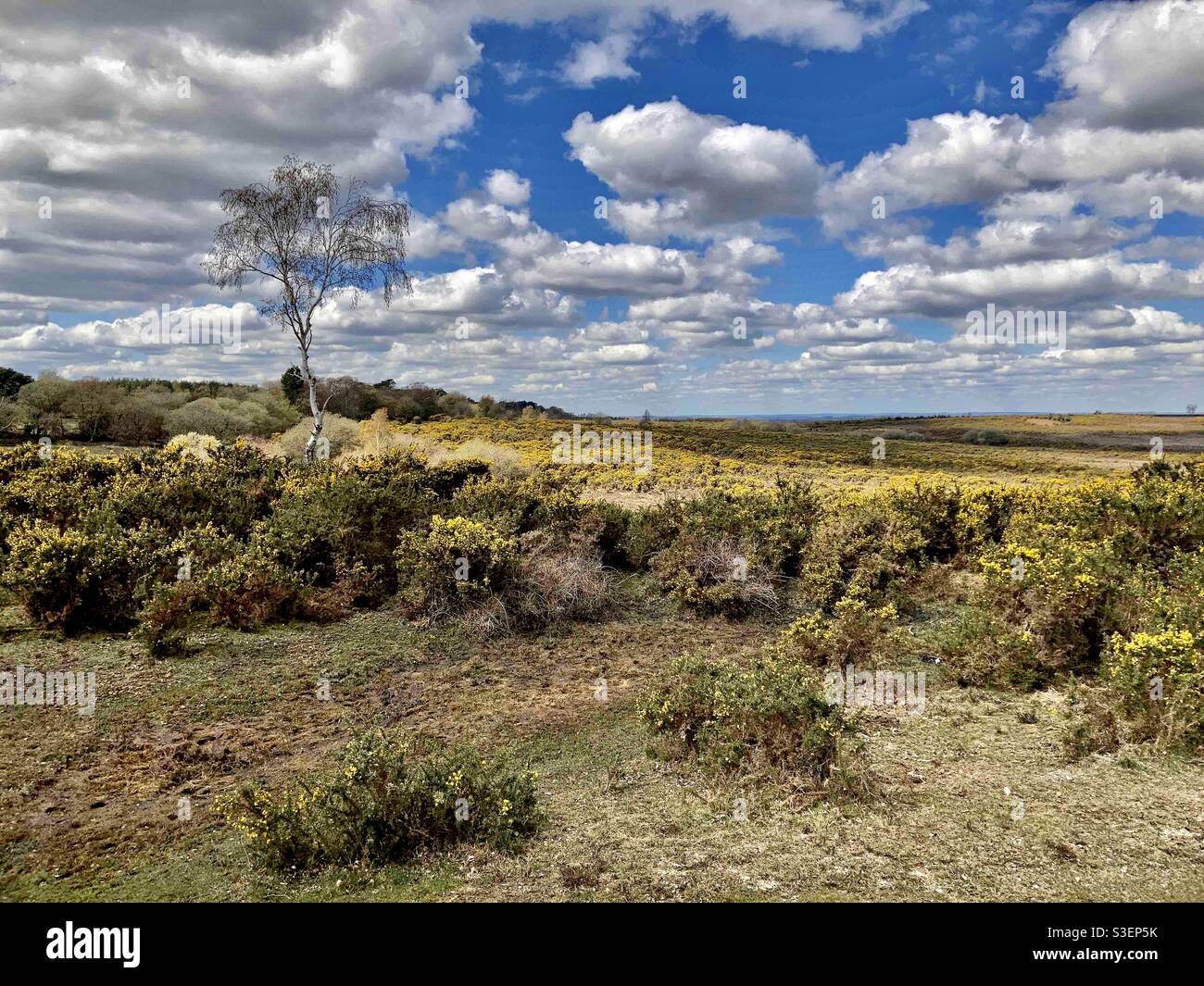 New forest spring hi-res stock photography and images - Alamy