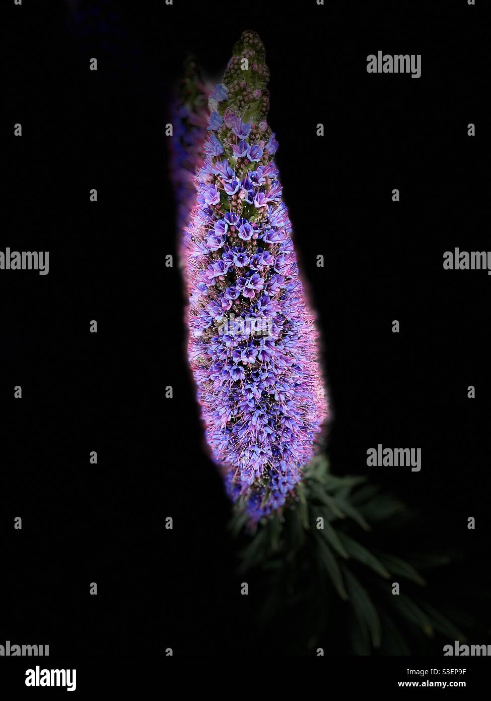 Fuzzy flower hi-res stock photography and images - Alamy