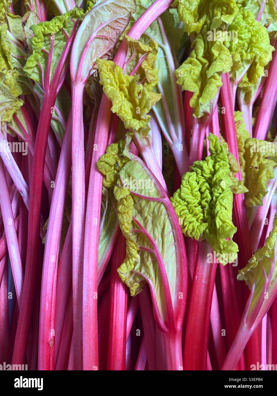 Rhubarb stem and leaves hi-res stock photography and images - Alamy