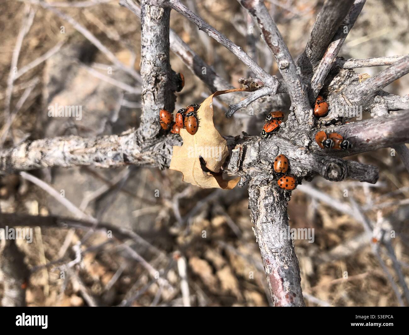 Cluster of ladybugs hi-res stock photography and images - Alamy