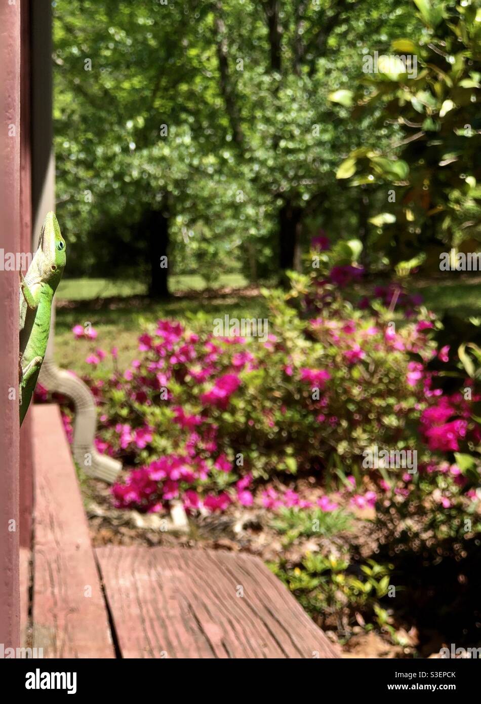 Green gecko lizard on side of front porch with view of sunny front yard ...