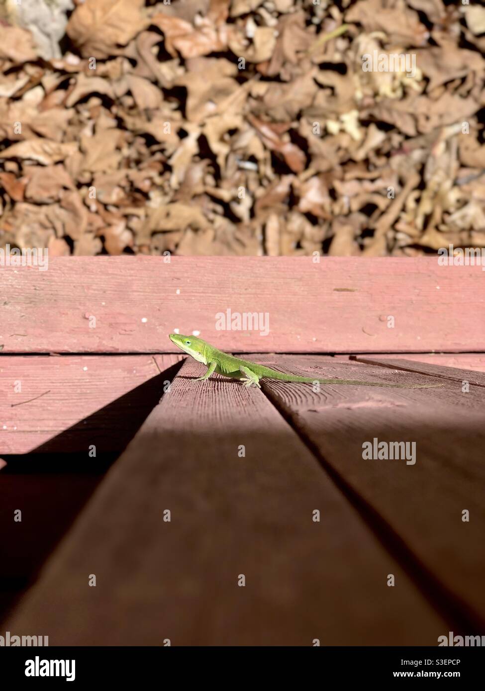 Side view of bright green gecko lizard on front porch in sun Stock ...