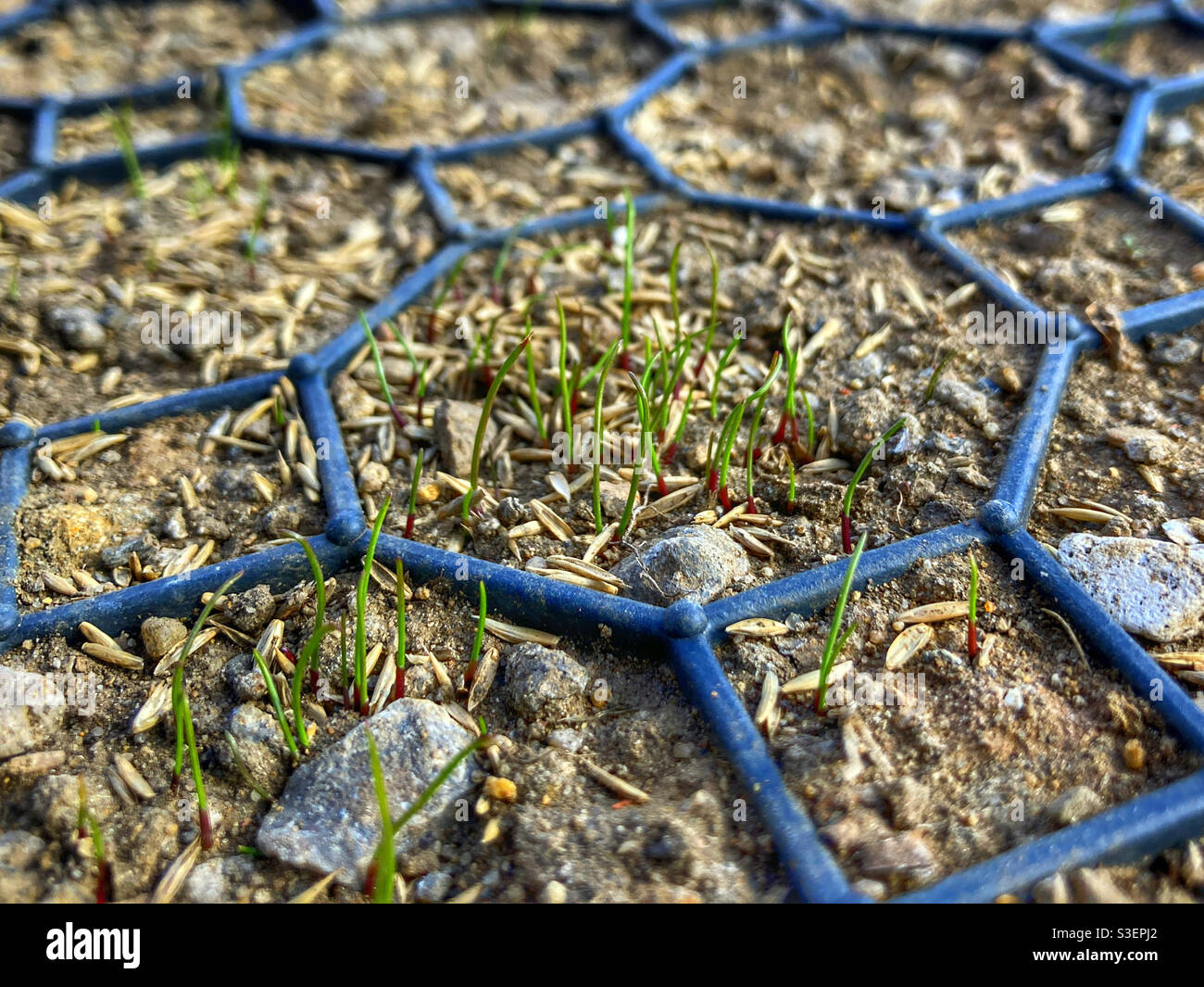 Green Grass shoots growing Stock Photo - Alamy