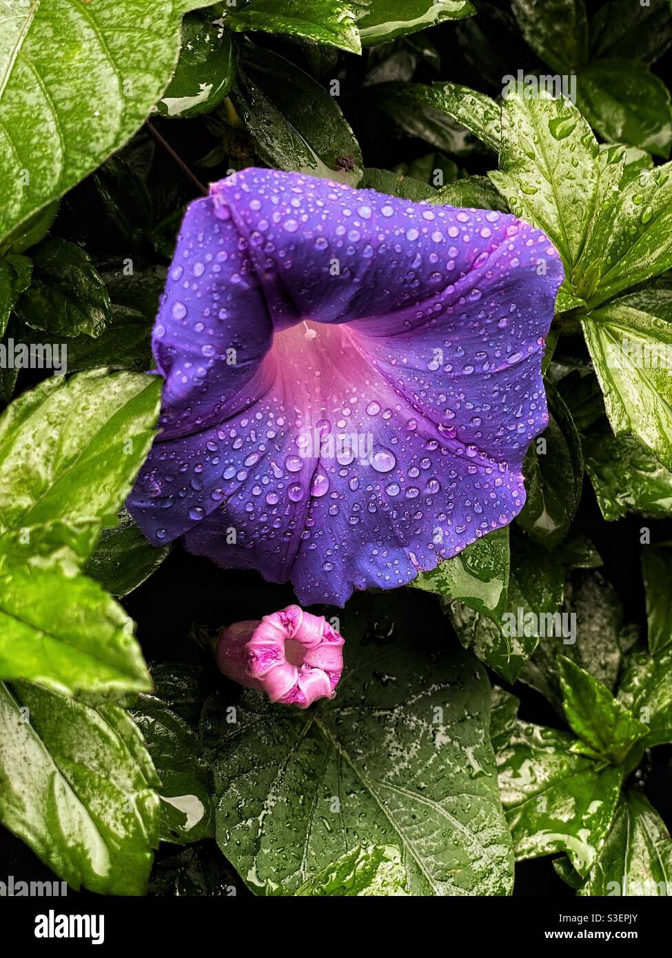 Misty_flower High Resolution Stock Photography and Images - Alamy