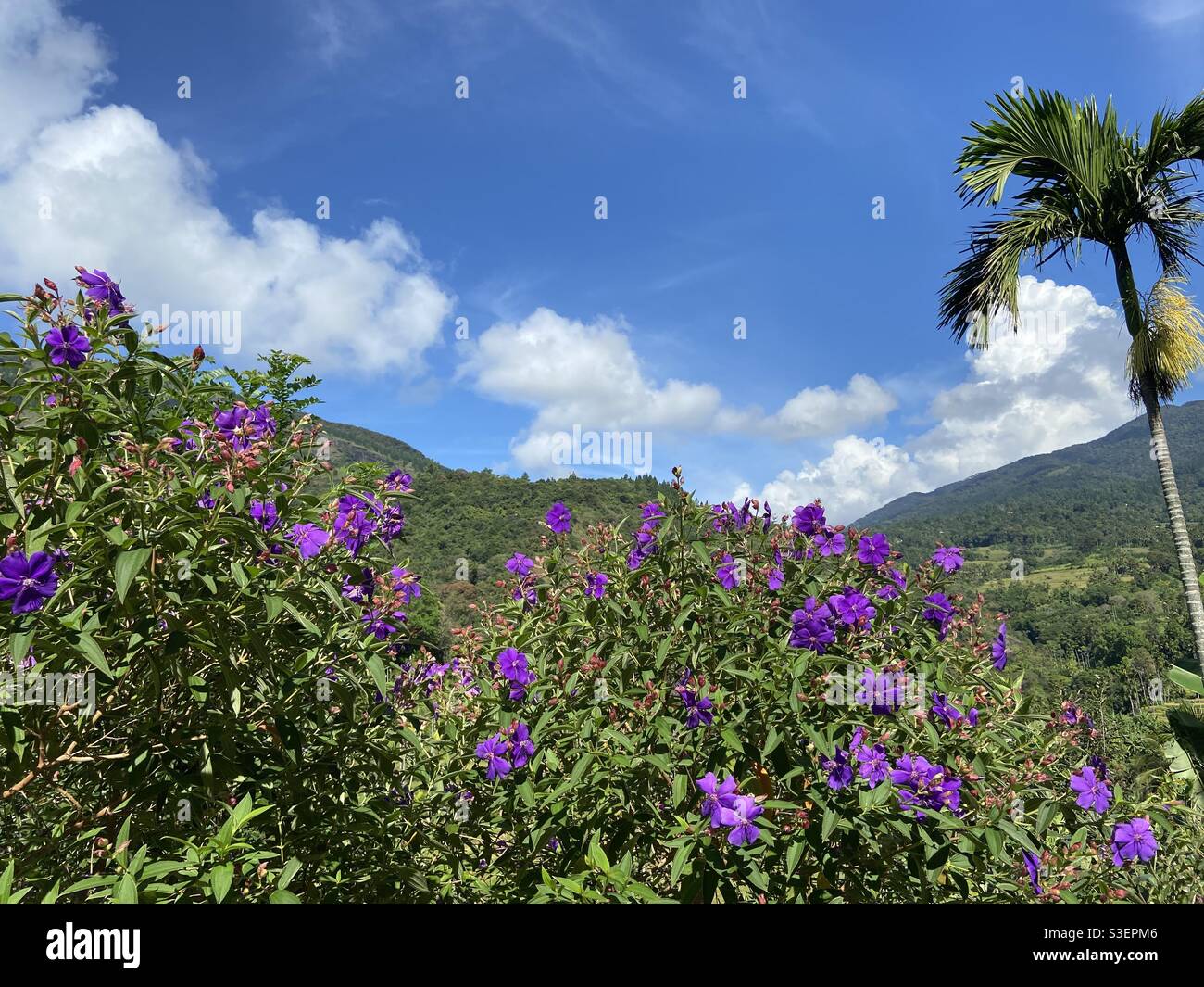 Binara trees hi-res stock photography and images - Alamy