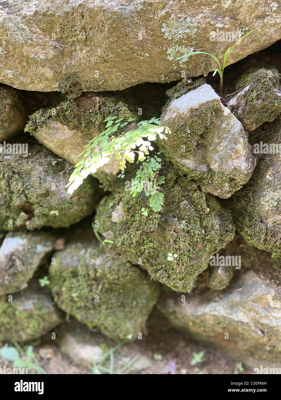 Meewana plant hi-res stock photography and images - Alamy