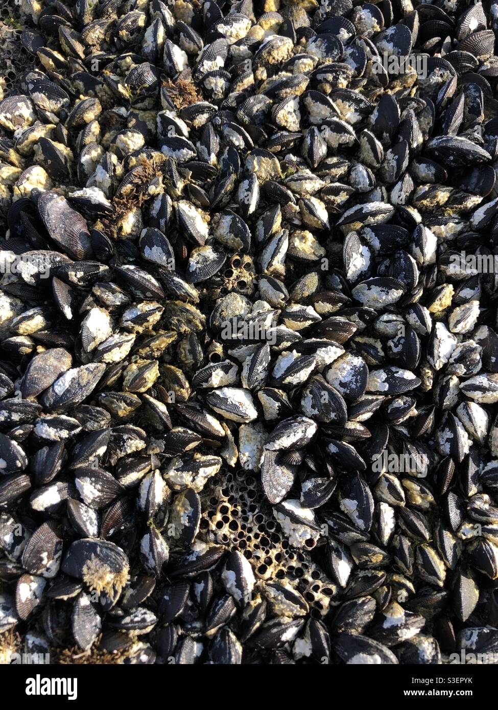 Tiny mussels on a rock Stock Photo - Alamy