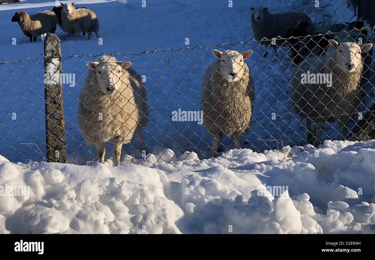 Three sheep in a row hi-res stock photography and images - Alamy