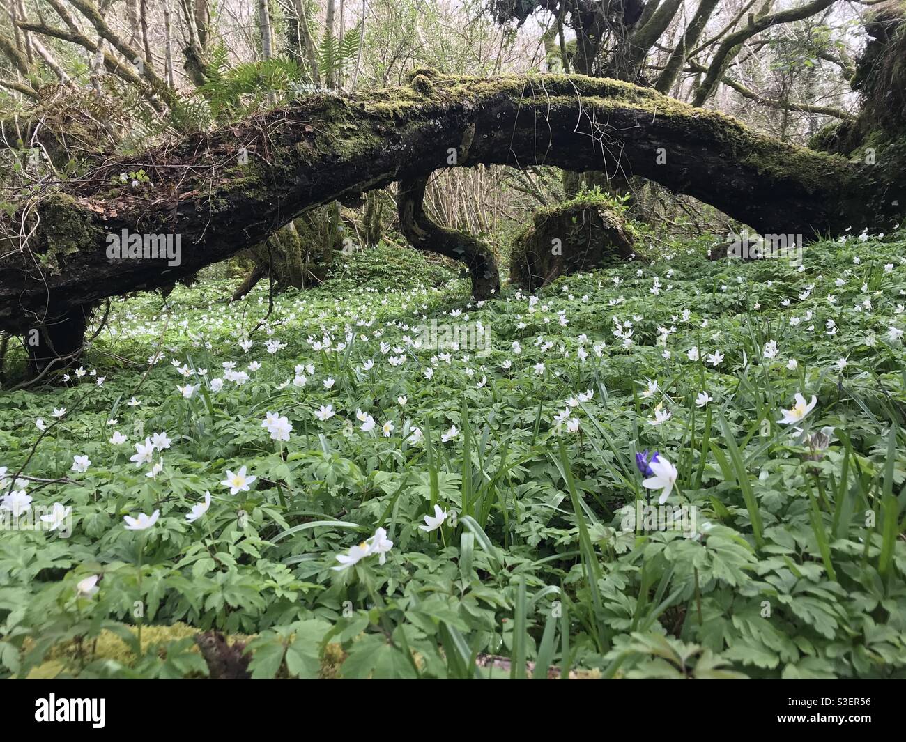 Old oak forest hi-res stock photography and images - Alamy