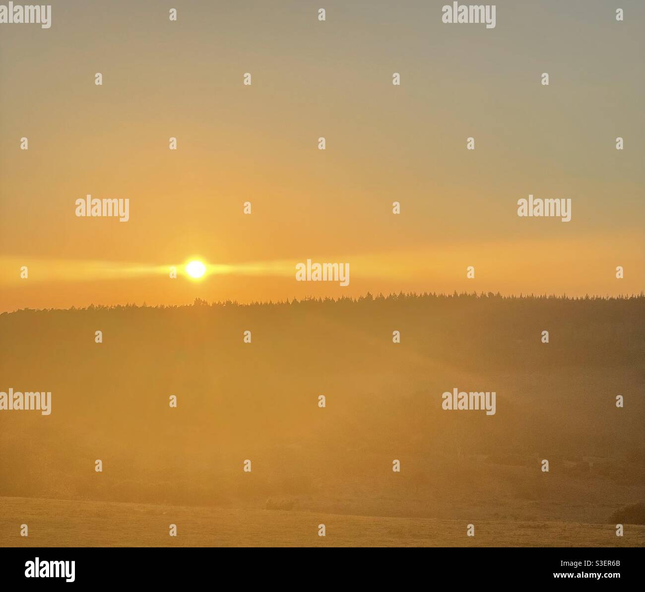 Forest skyline hi-res stock photography and images - Alamy