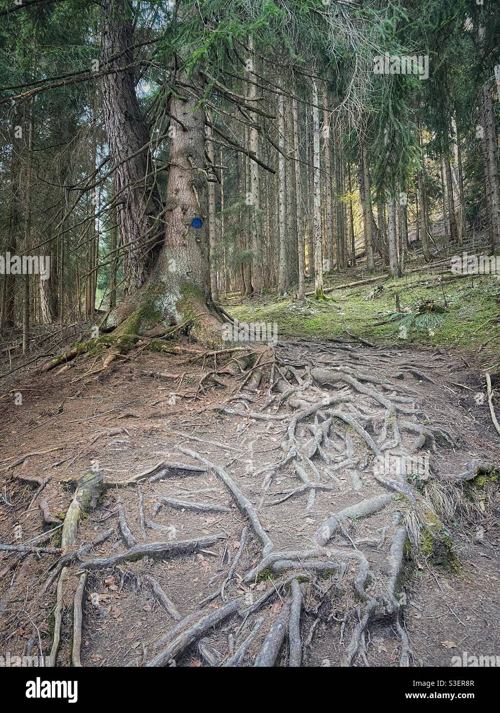 Old pine tree with big roots at Seebergkopf mountain near Bayrischzell ...