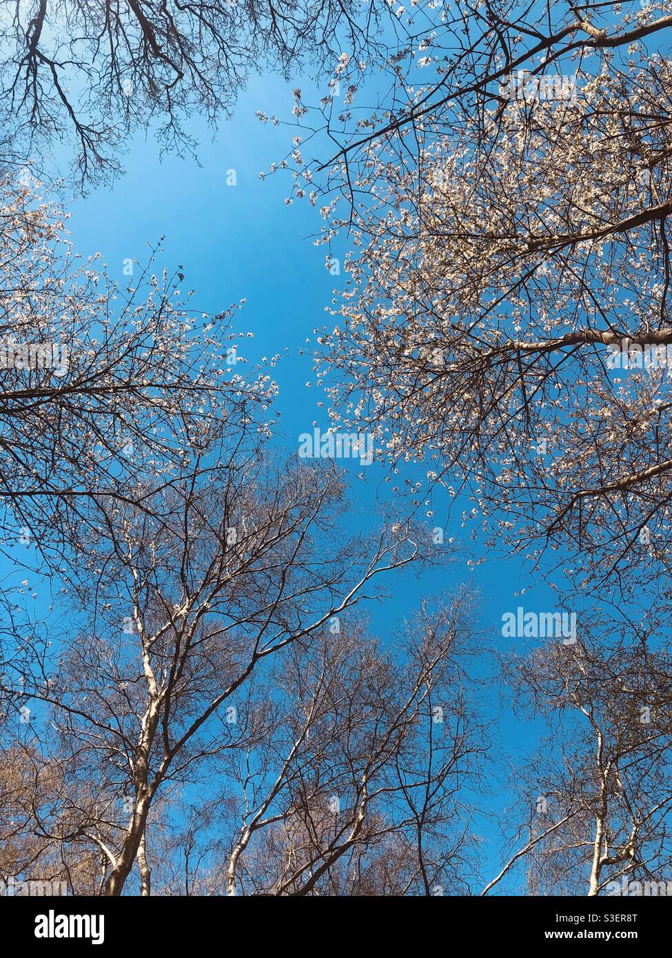 Sky looking up trees hi-res stock photography and images - Alamy
