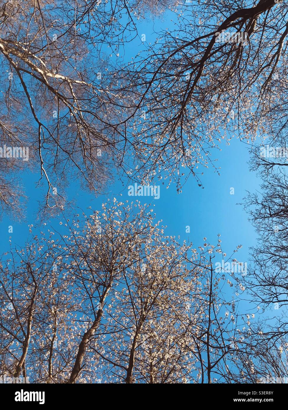 Trees up high hi-res stock photography and images - Alamy