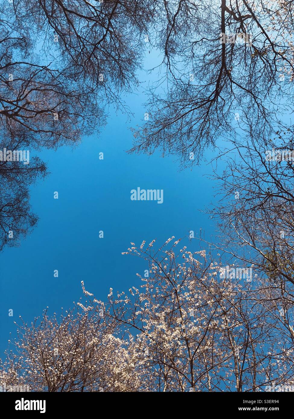 Looking up into trees hi-res stock photography and images - Alamy