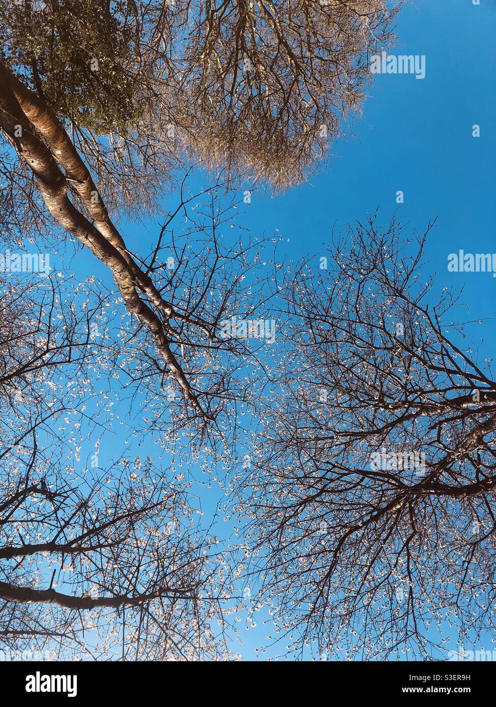 Looking up through trees hi-res stock photography and images - Alamy