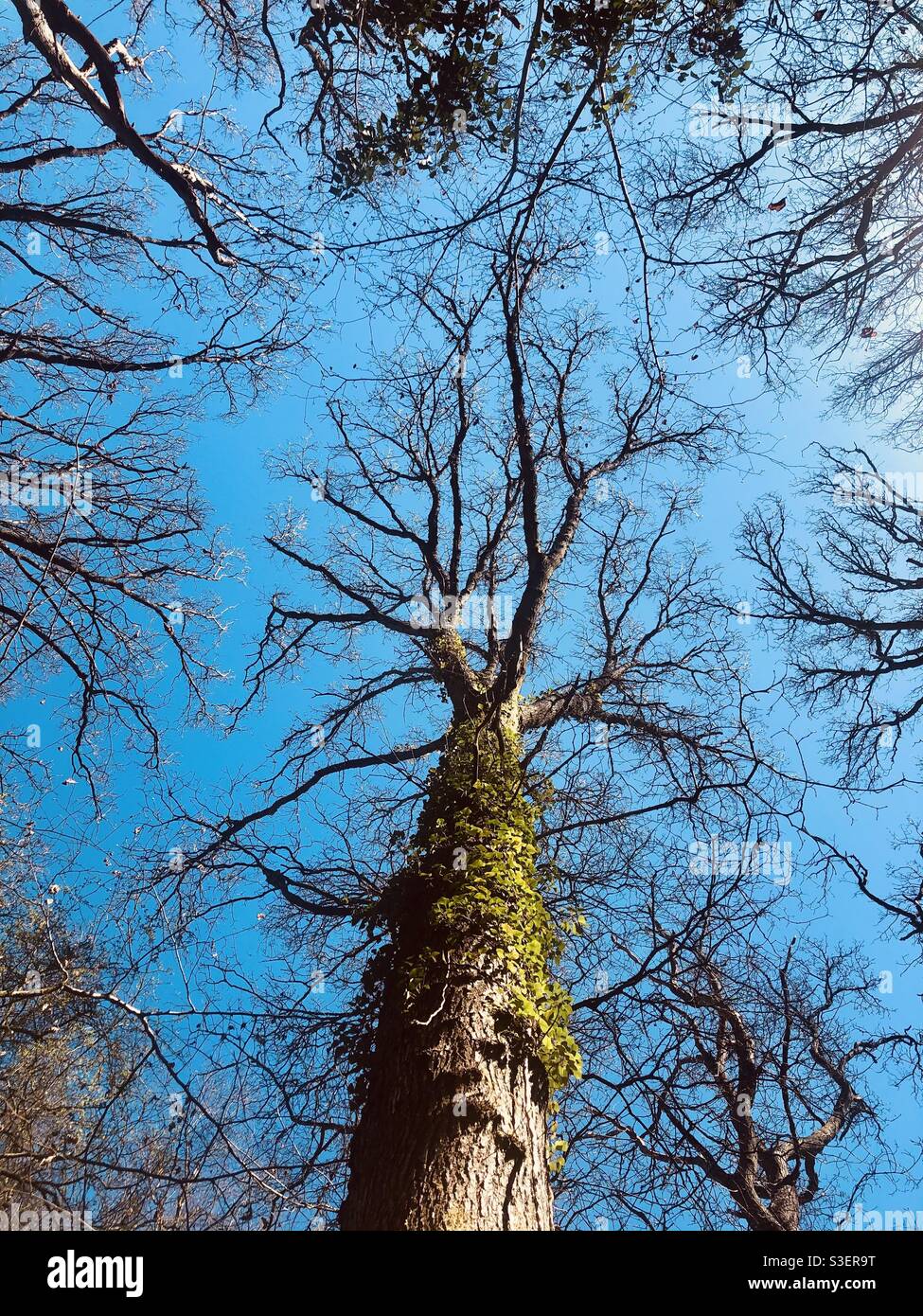 Sky looking up trees hi-res stock photography and images - Alamy