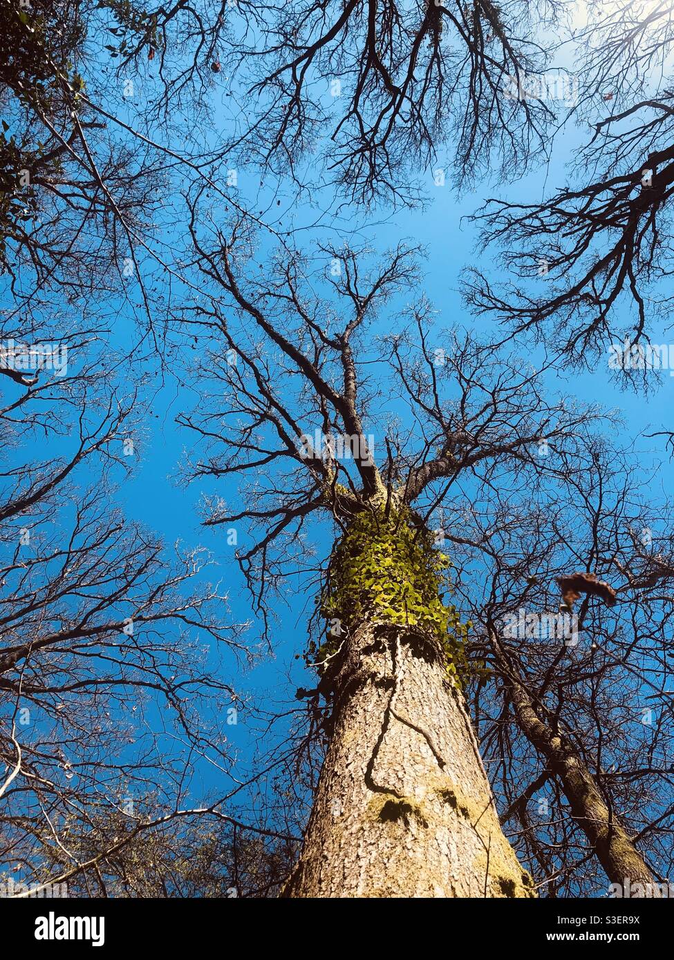 Looking up at trees hi-res stock photography and images - Alamy
