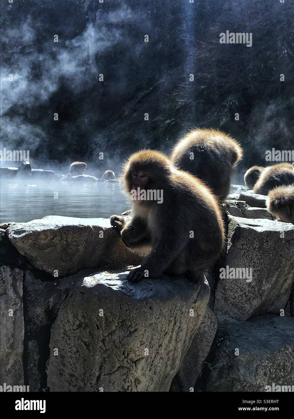 Monkey hanging out hi-res stock photography and images - Alamy