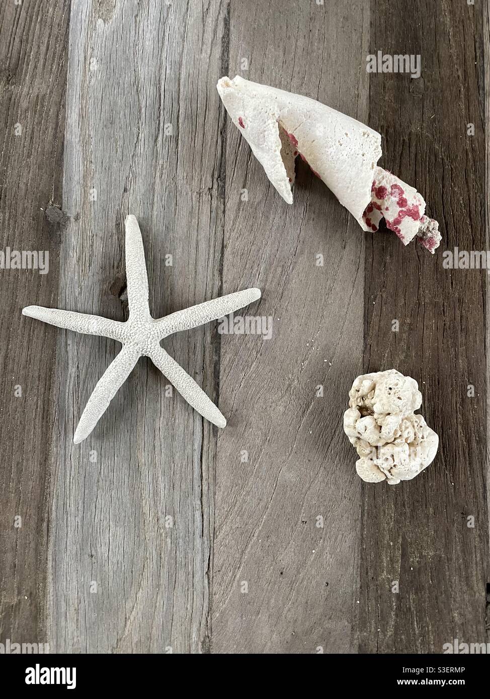 Coral shell hi-res stock photography and images - Alamy