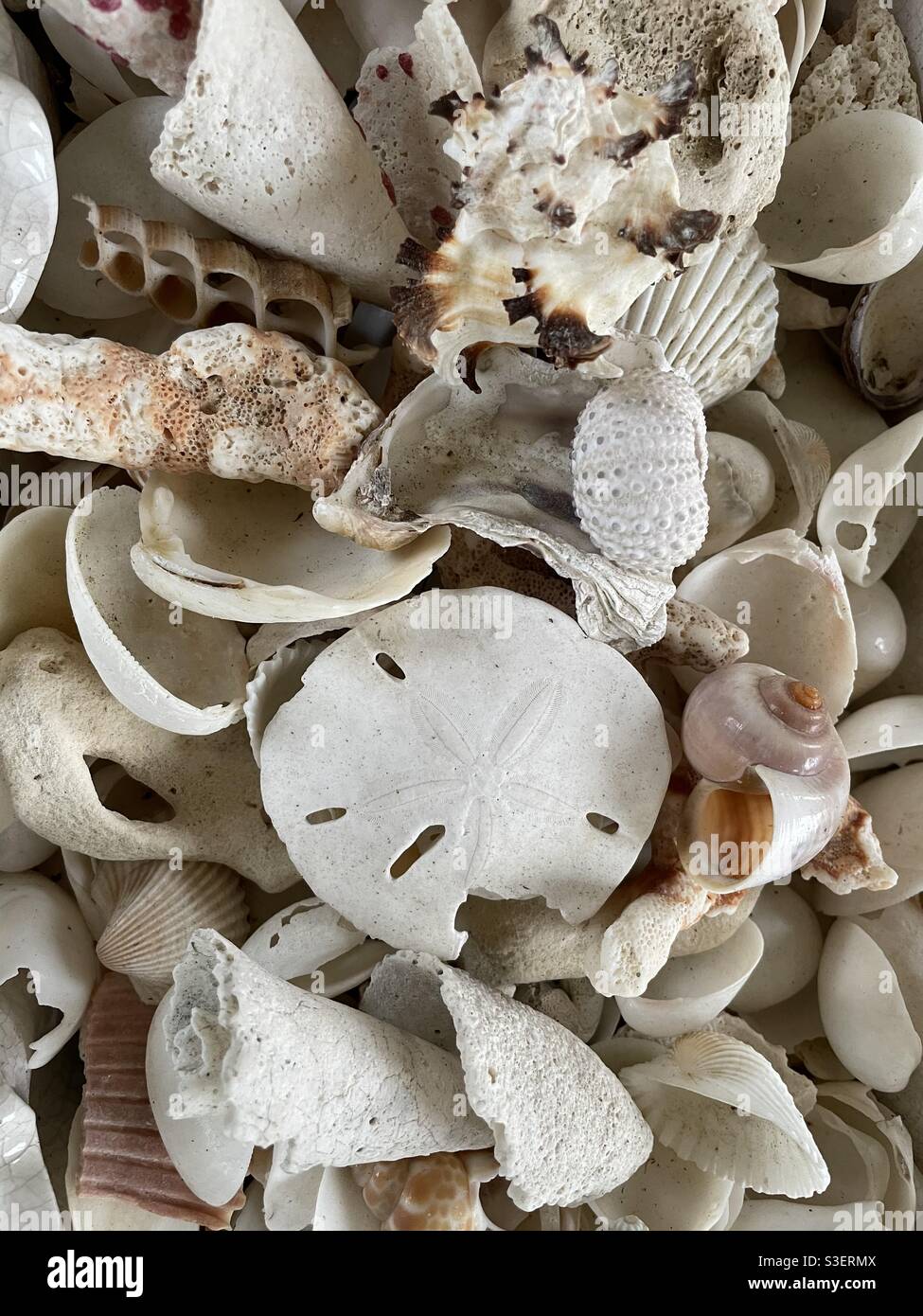 Collection of shells, sand dollar and corral Stock Photo - Alamy