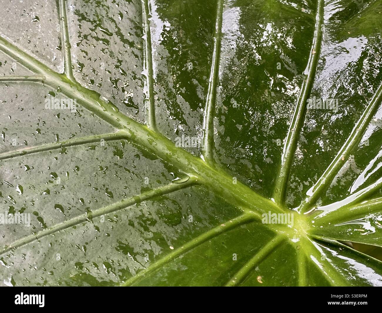 Wet leaf after rain hi-res stock photography and images - Alamy