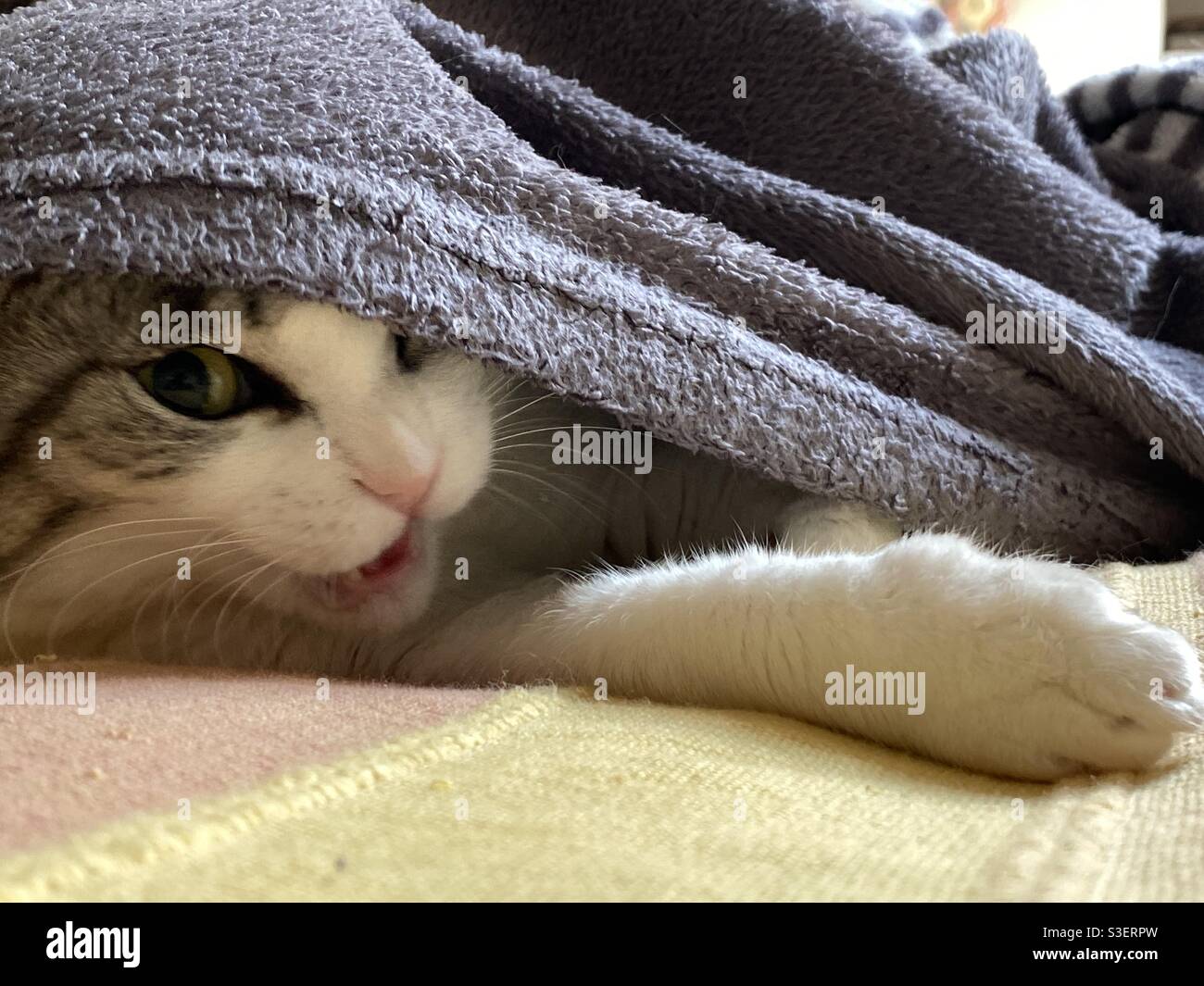 Looking fierce hi-res stock photography and images - Alamy
