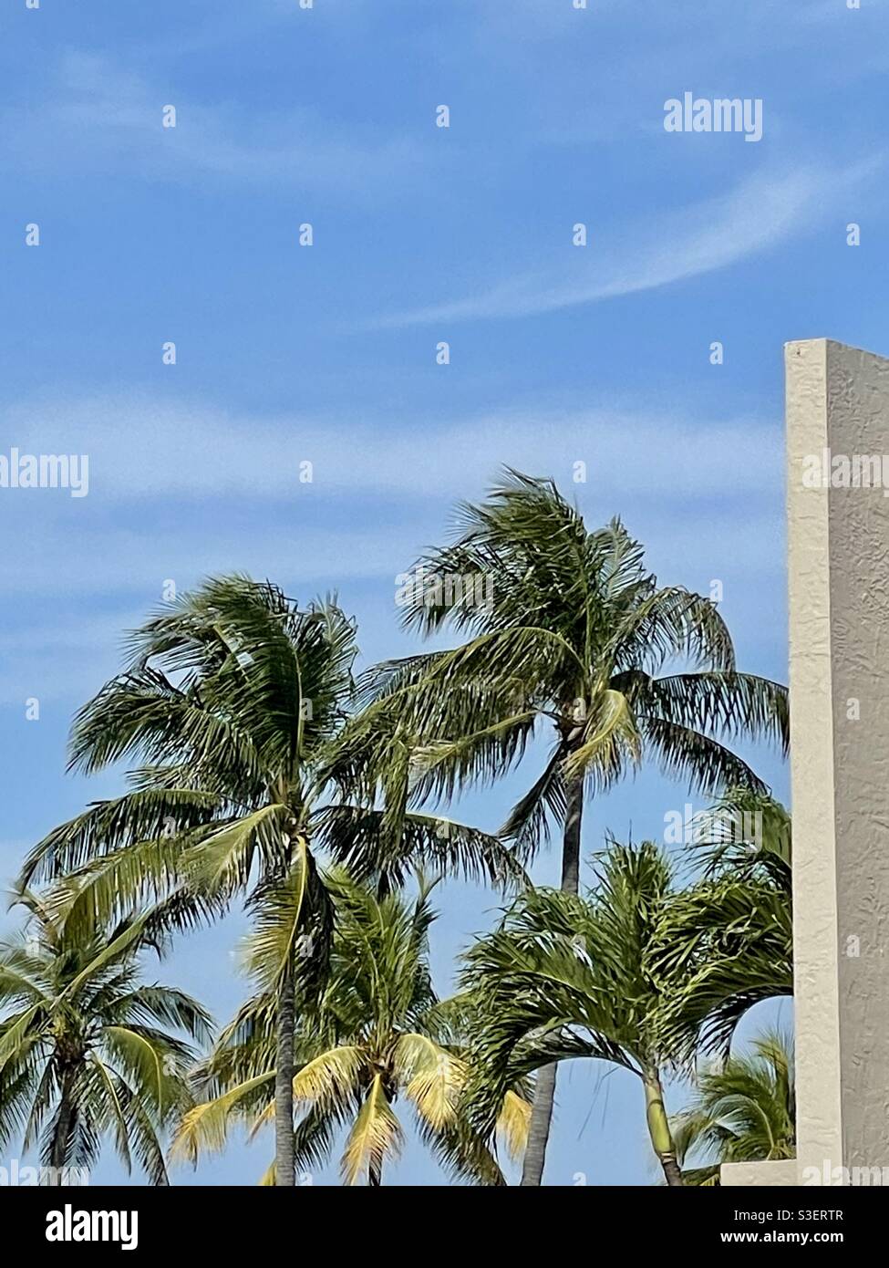 Palma tropical hi-res stock photography and images - Alamy