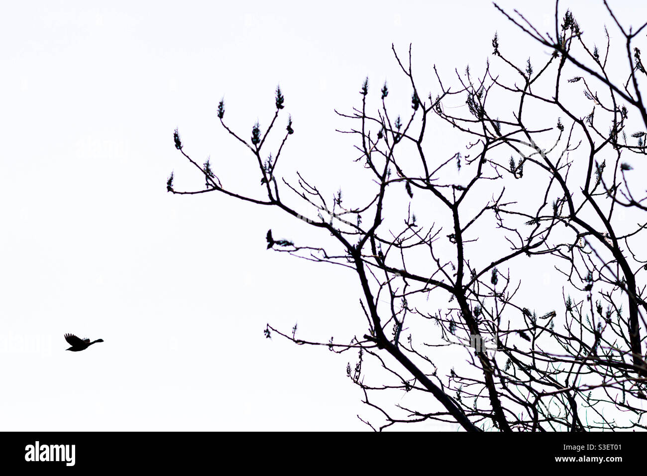 Flying tree hi-res stock photography and images - Alamy