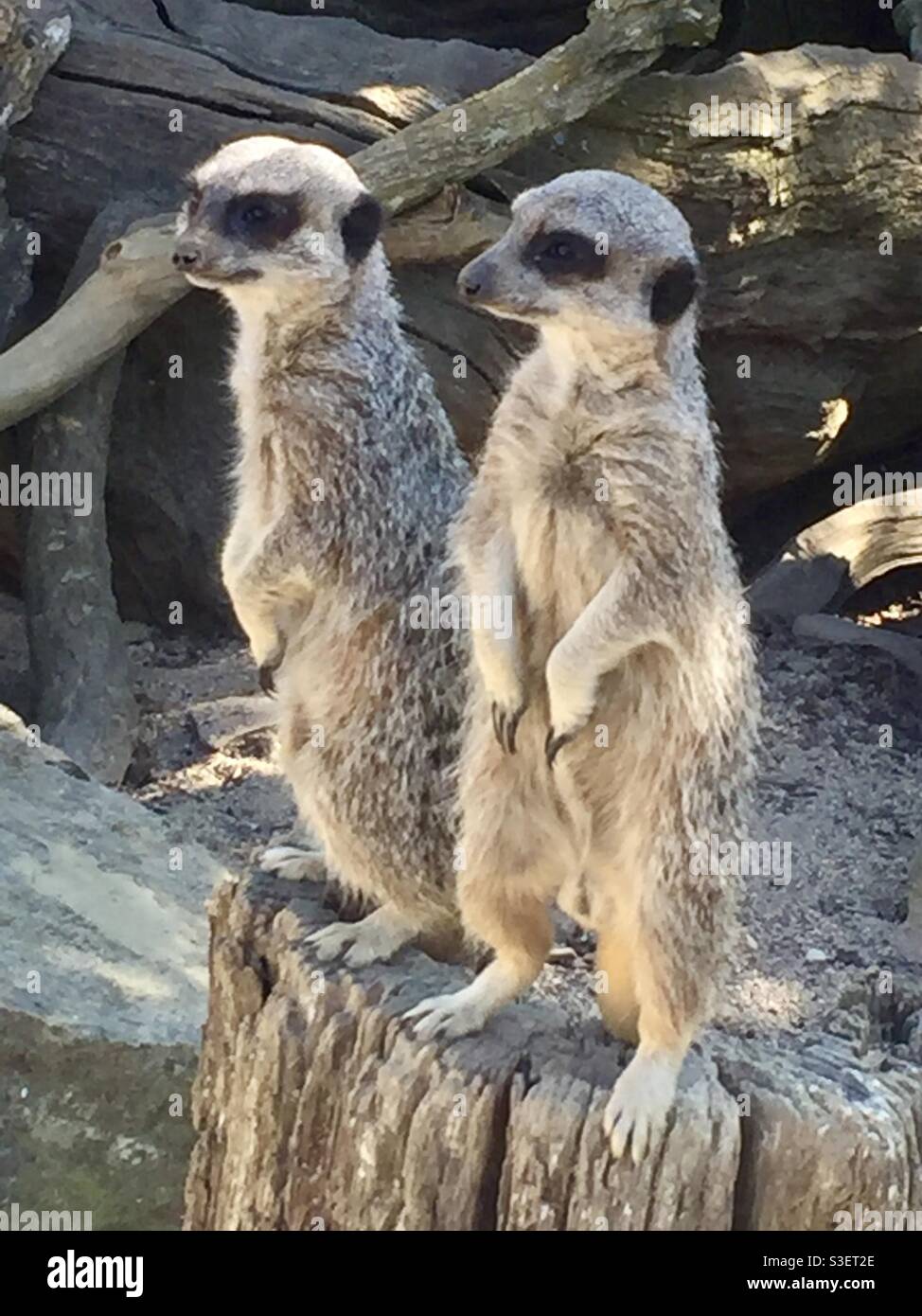 Meerkat friends hi-res stock photography and images - Alamy
