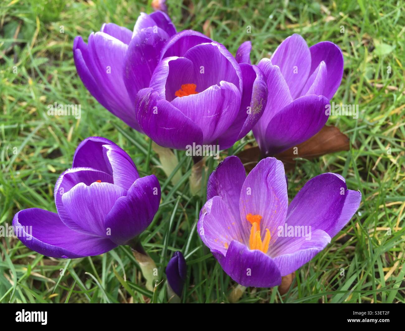 Orange Spring Flower Pictures