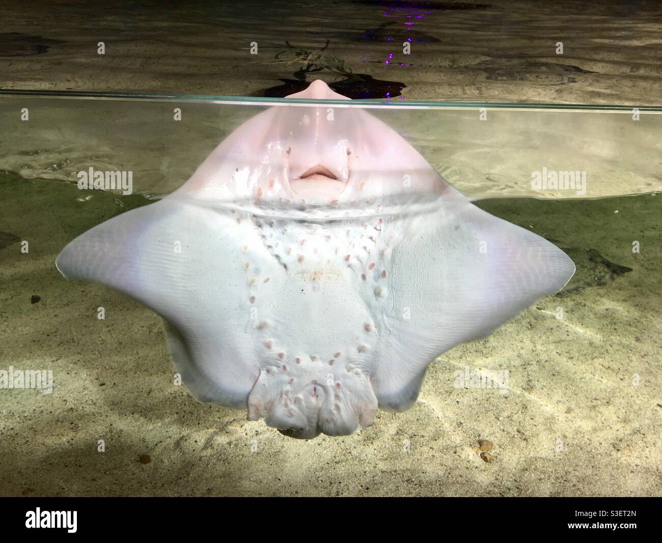 small Ray against the side of a glass tank Stock Photo - Alamy