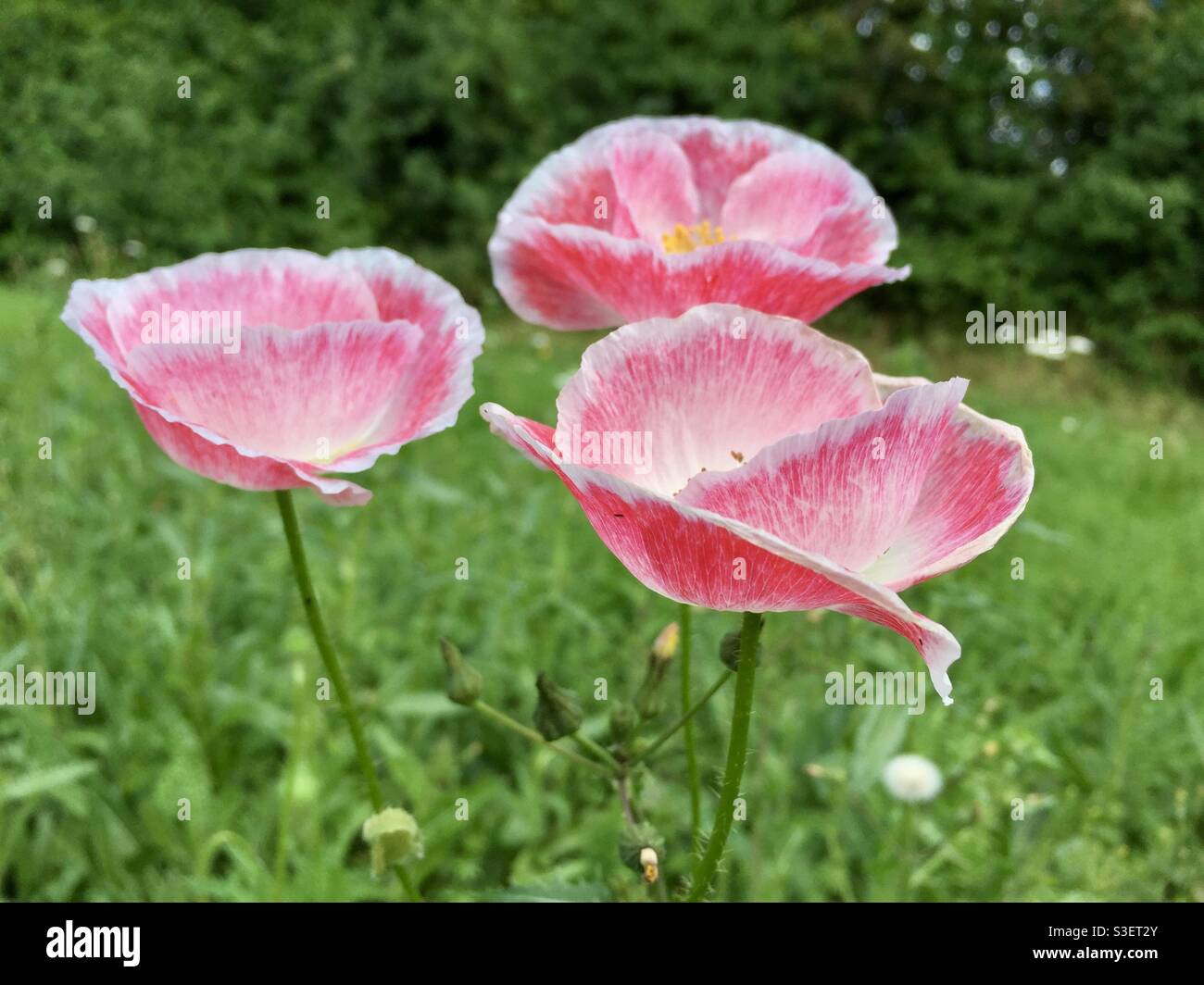 Beautiful pink meadow flowers hi-res stock photography and images - Alamy