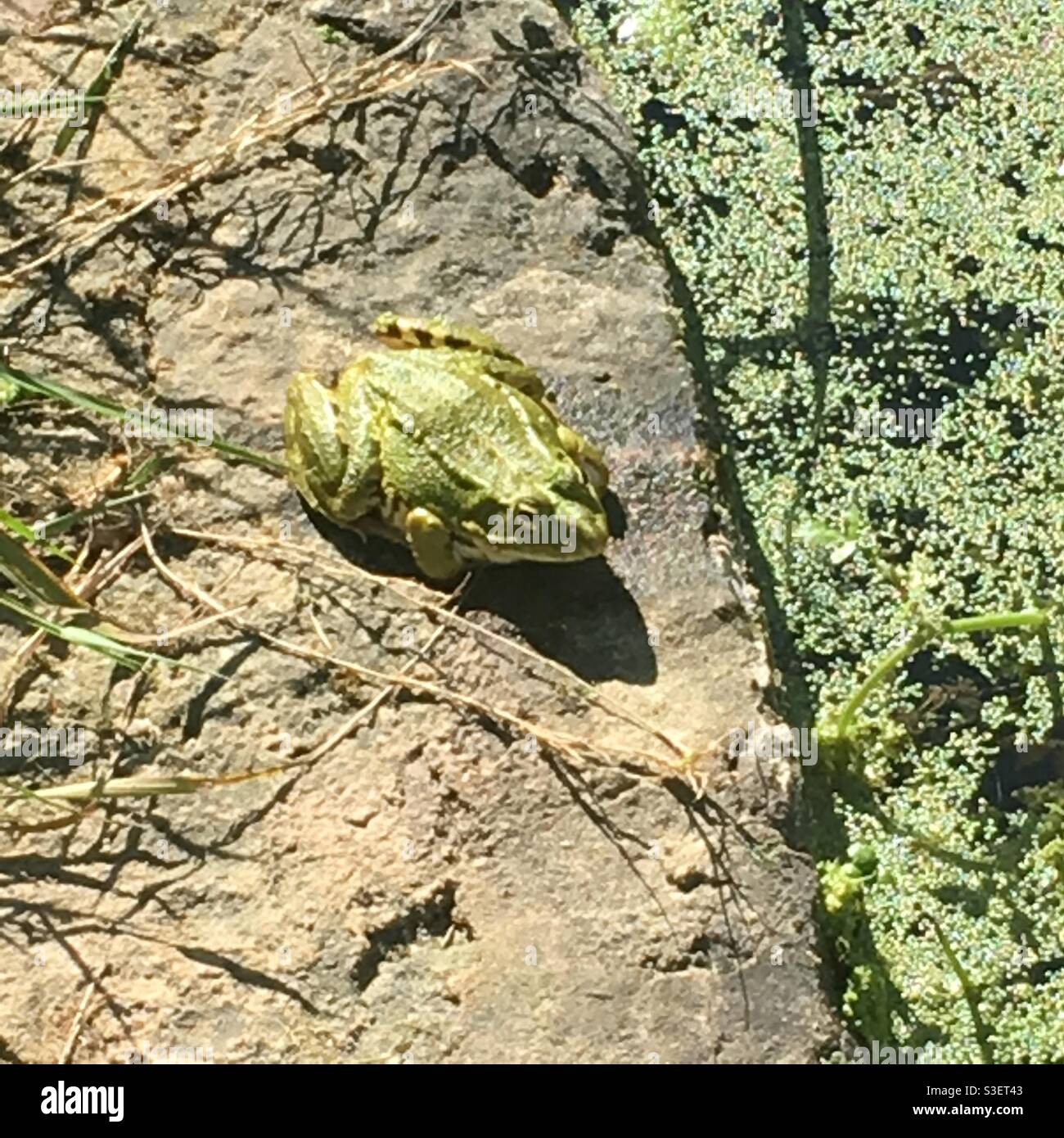 Sunbathing frog hi-res stock photography and images - Alamy
