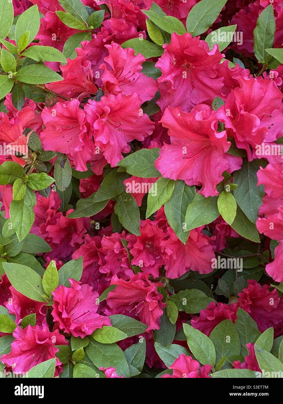 Greenery bright hi-res stock photography and images - Alamy