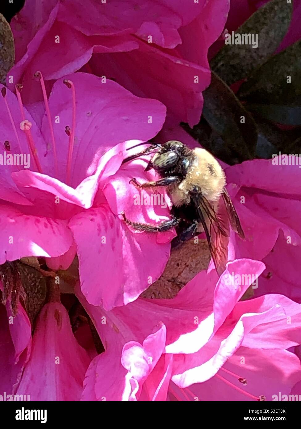 Nature zoomed in Stock Photo - Alamy