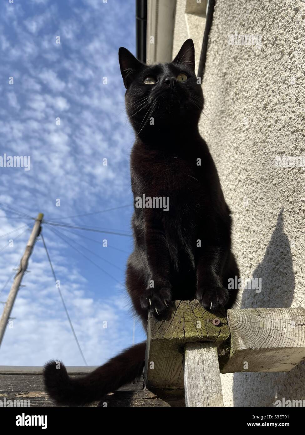 Meow hi-res stock photography and images - Alamy